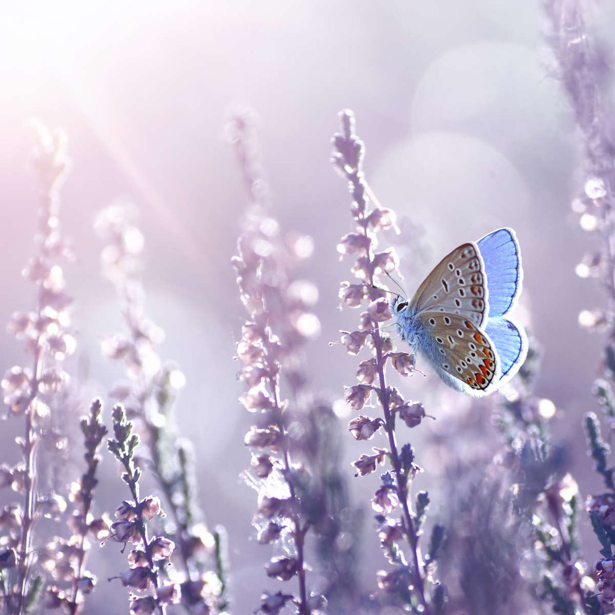 Lavender Flower Wall Art — Spa & Bodywork Market
